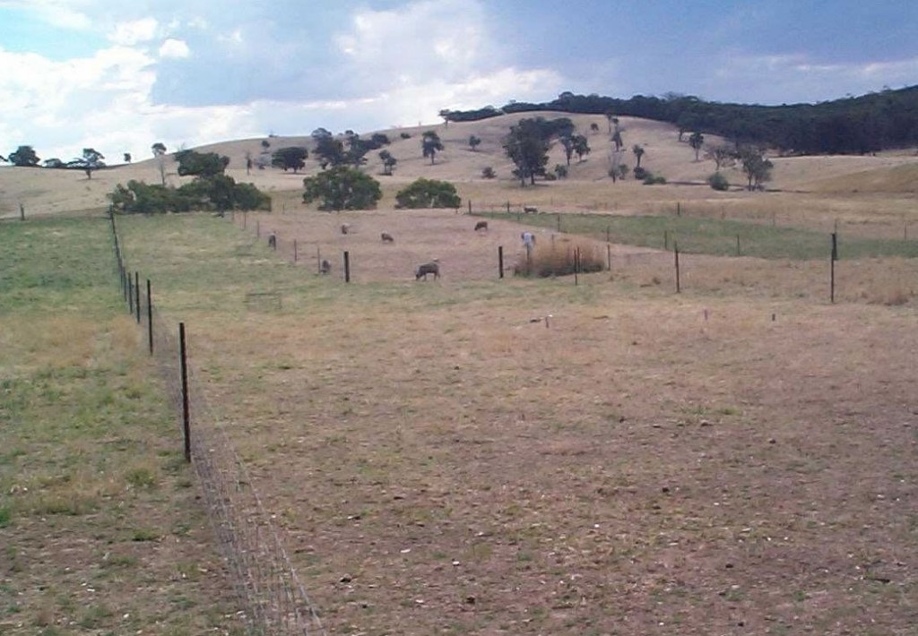 Broadford Grazing Experiment | EverGraze More livestock from perennials