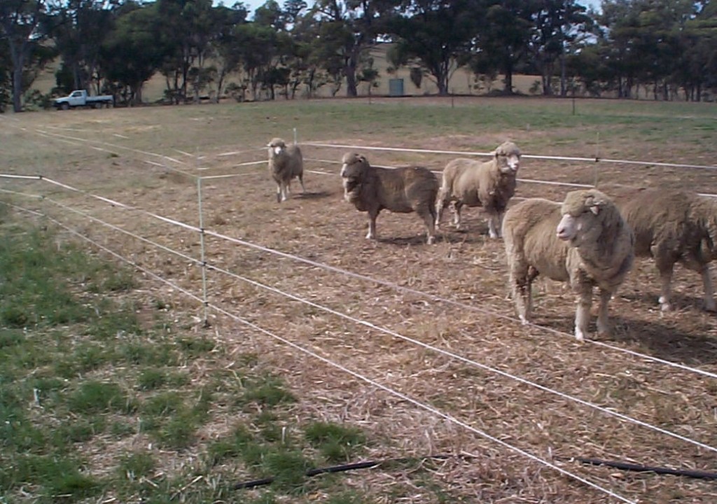 Broadford Grazing Experiment | EverGraze More livestock from perennials