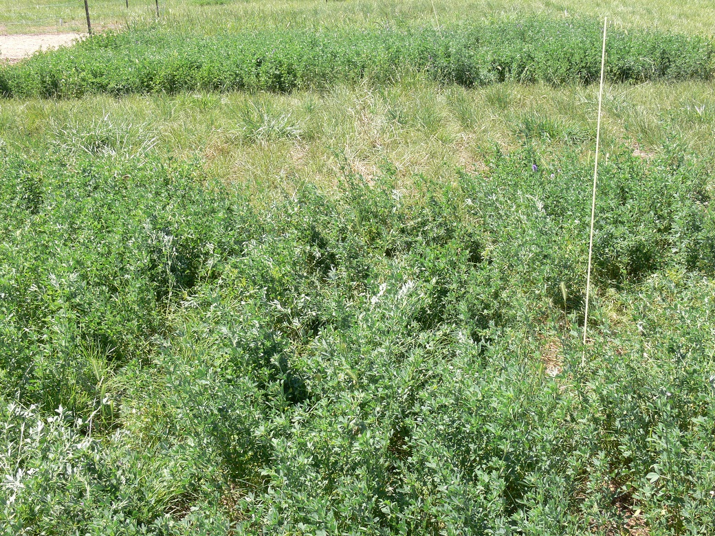 Lucerne-grass mixtures outperform pure grass pastures on the North West ...