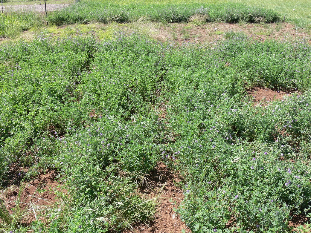 Lucerne-grass mixtures outperform pure grass pastures on the North West ...