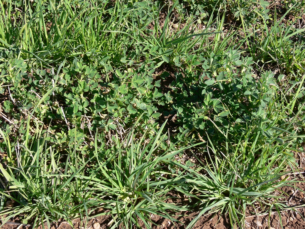 Lucerne-grass mixtures outperform pure grass pastures on the North West ...