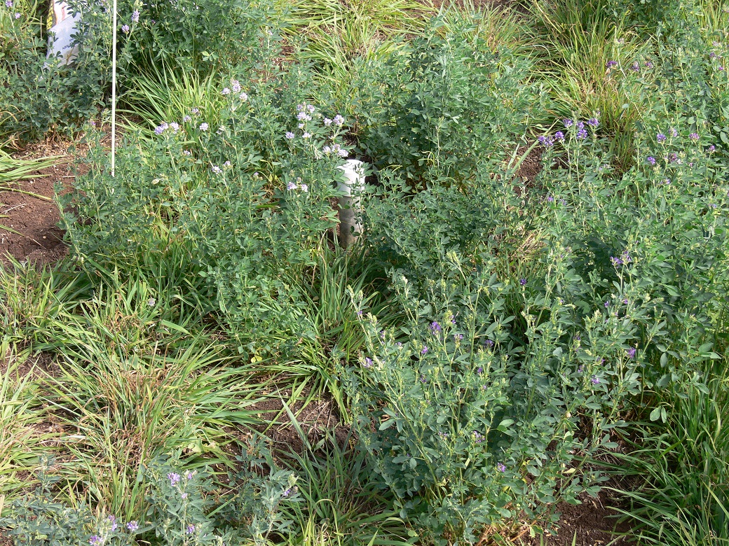 Lucerne-grass mixtures outperform pure grass pastures on the North West ...