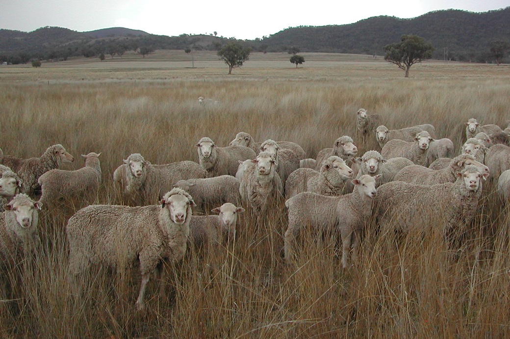 Spring lambing ewes grazing native grass pastures need help to achieve ...