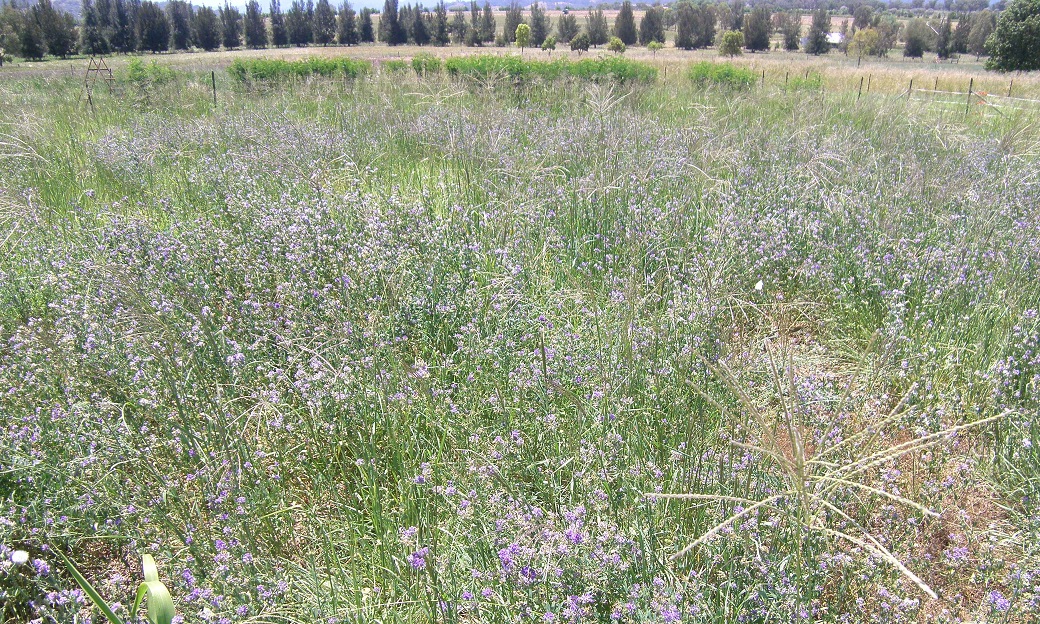Lucerne-grass mixtures outperform pure grass pastures on the North West ...