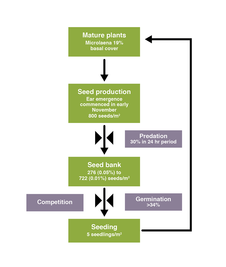 Microlaena ecology and management | EverGraze More livestock from ...