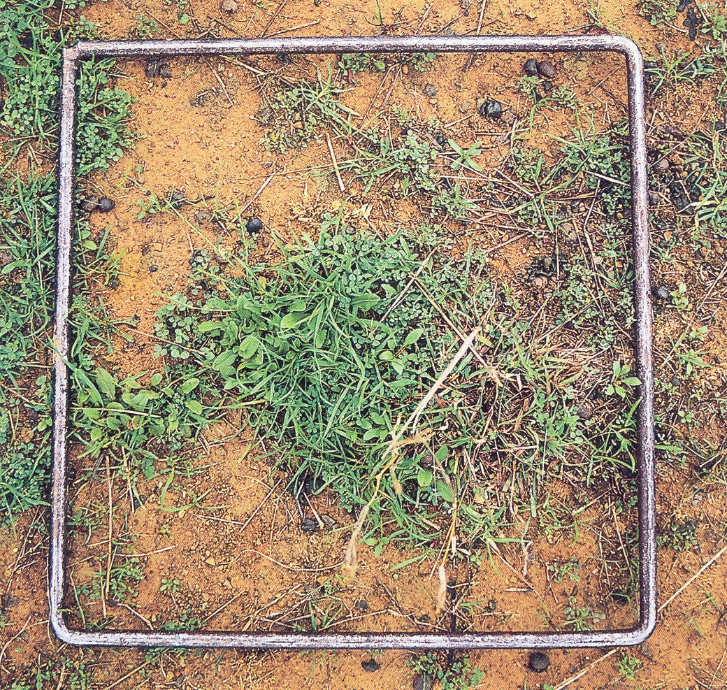 Manage ground cover | EverGraze More livestock from perennials