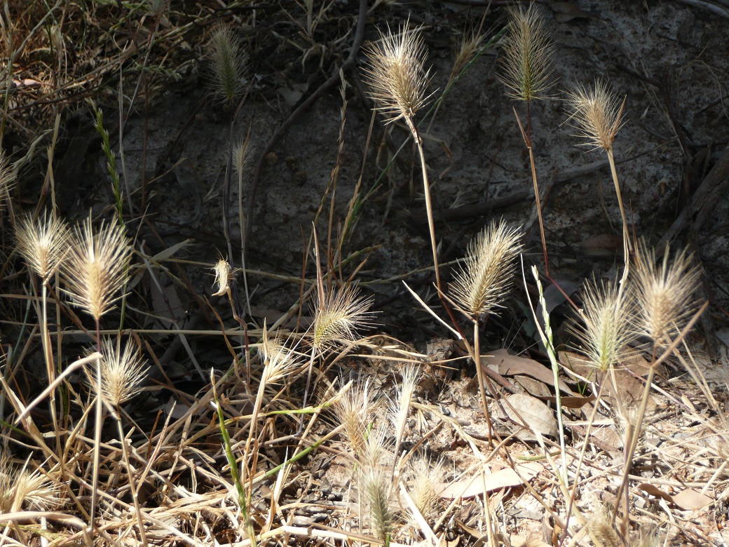 Manage salinity recharge and discharge – North East Victoria, Southern ...