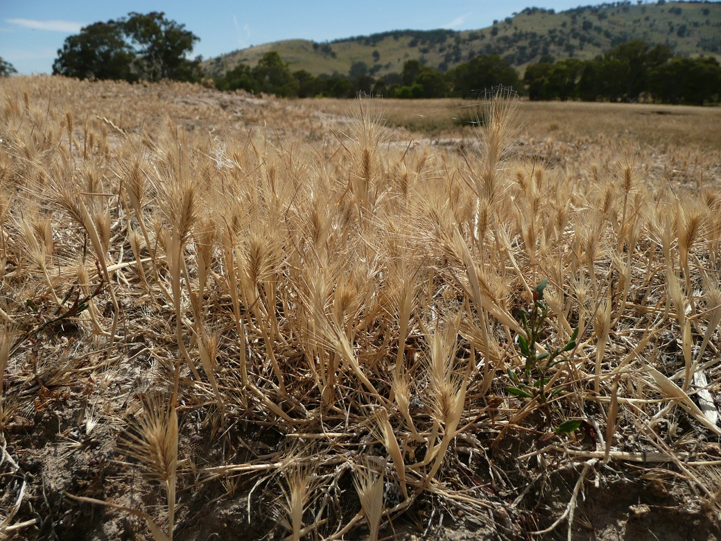 Manage salinity and recharge – East Gippsland | EverGraze More ...