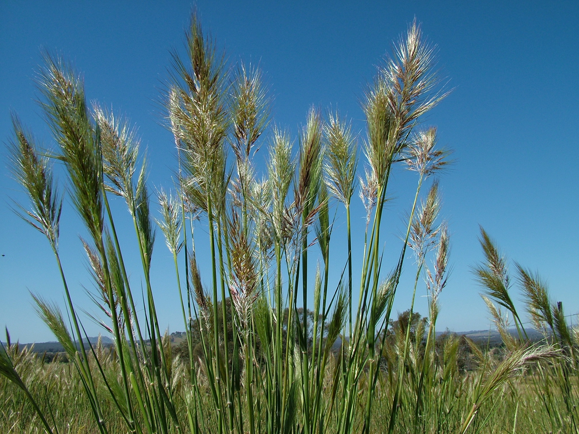 Improve production from native pastures | EverGraze More livestock from ...